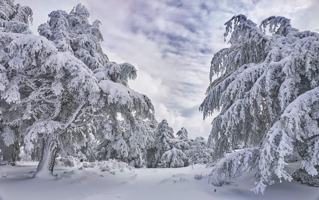 غابة الارز القموعة عكار لوحة ساحرة من ابداع الخالق - أحوال ميديا