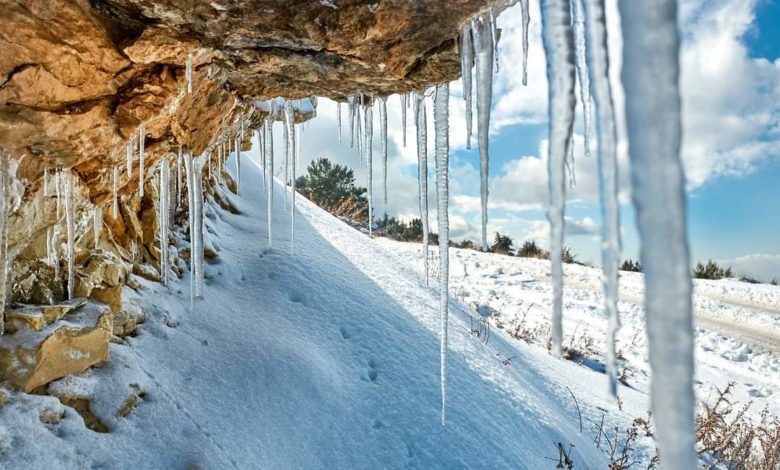 غابة الارز القموعة عكار لوحة ساحرة من ابداع الخالق - أحوال ميديا